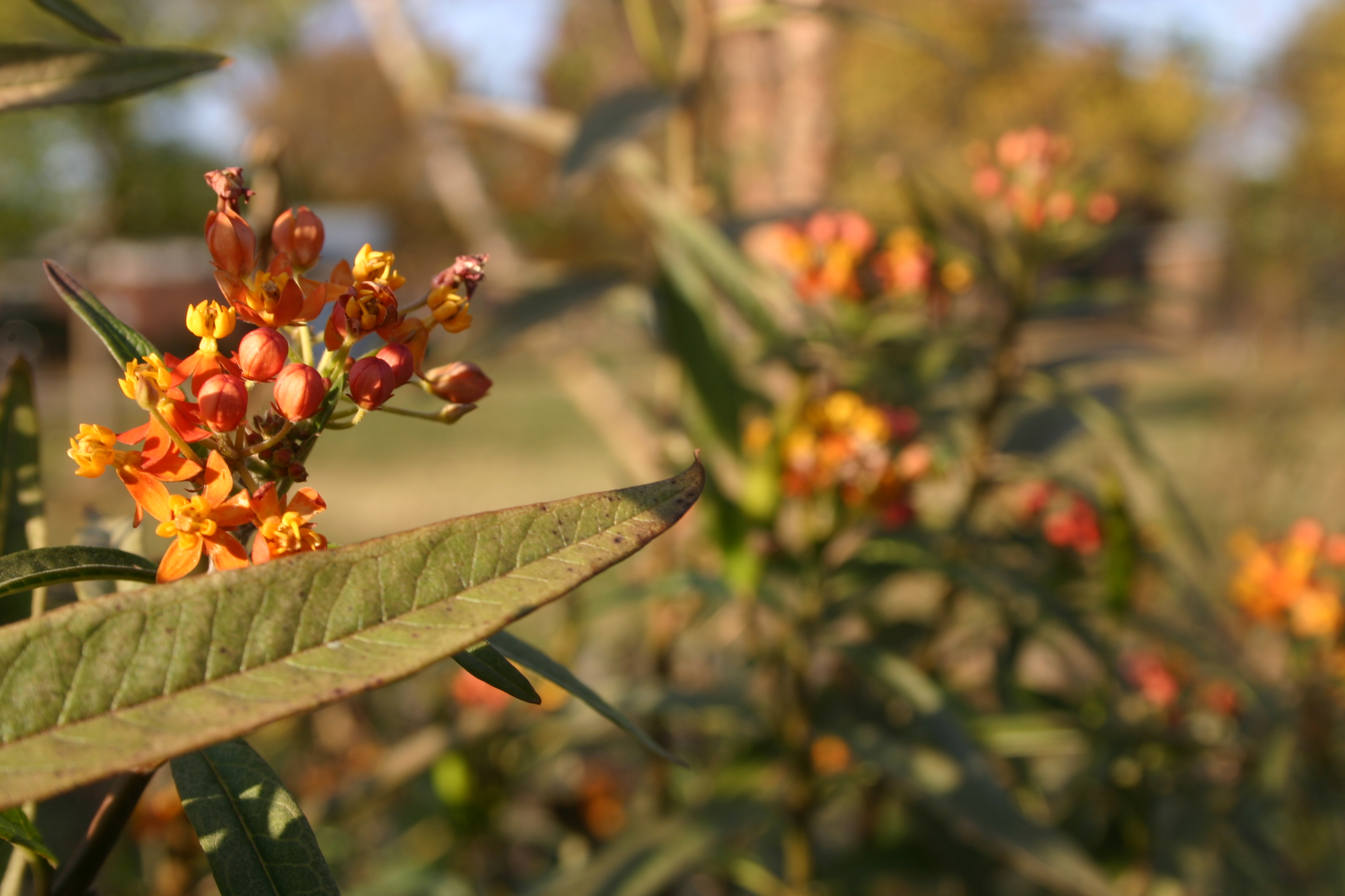 Photo gallery: Kansas in autumn, 2011 | News, Sports, Jobs - Lawrence ...